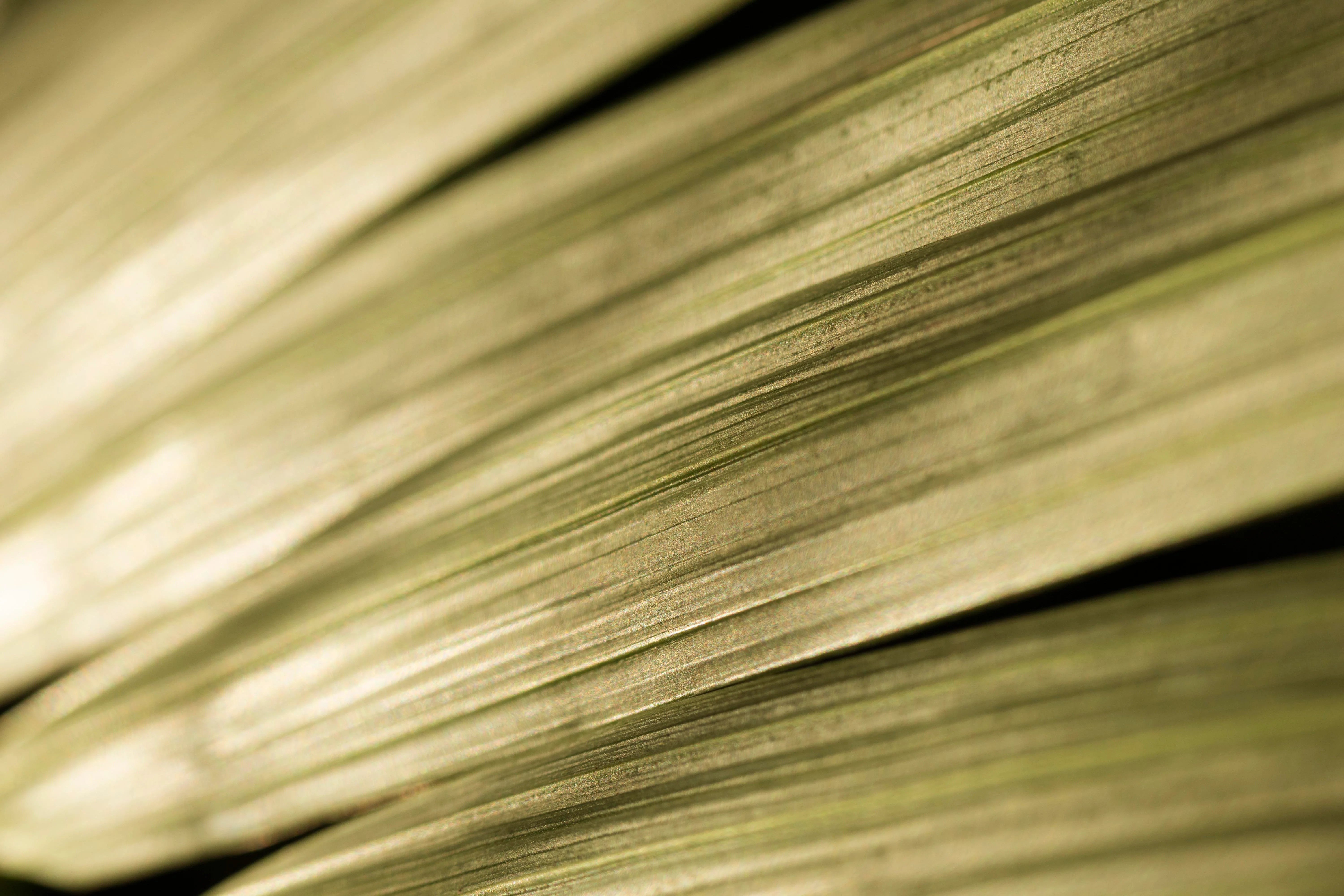 Face – Banyan Tree Essentials